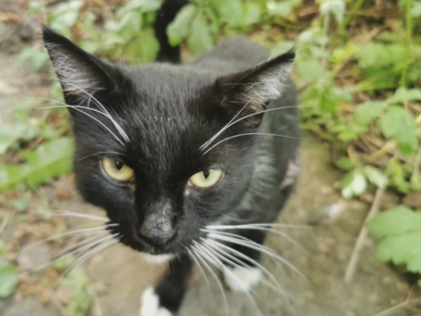 Кошка осталась без хозяйки. Помогите спасти