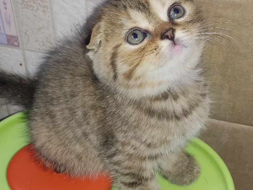 Шотландская вислоухая шиншилла