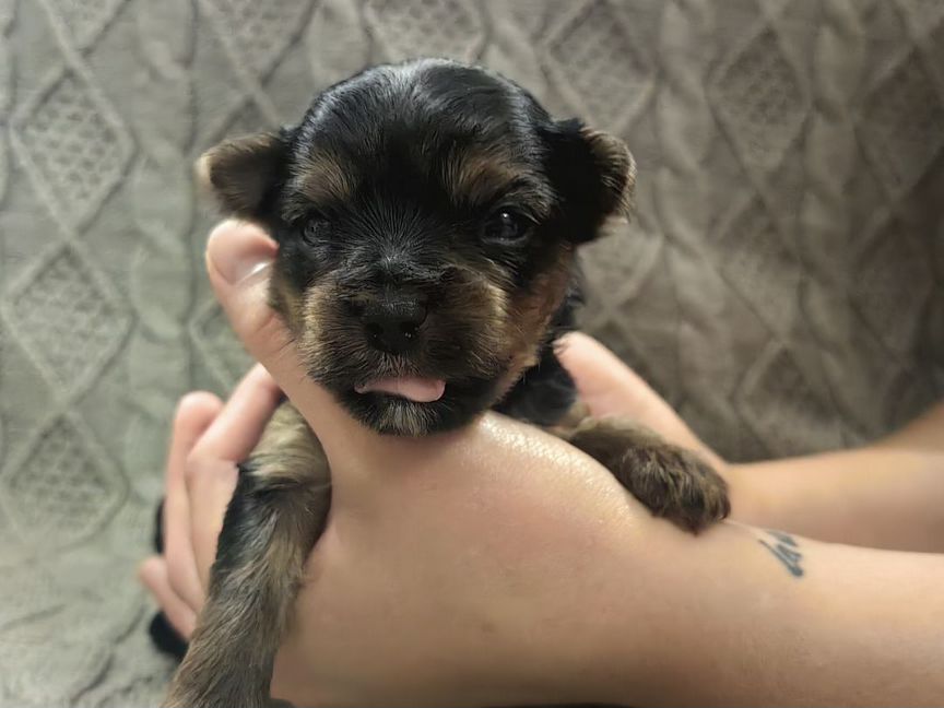 Йоркширский терьер щенки