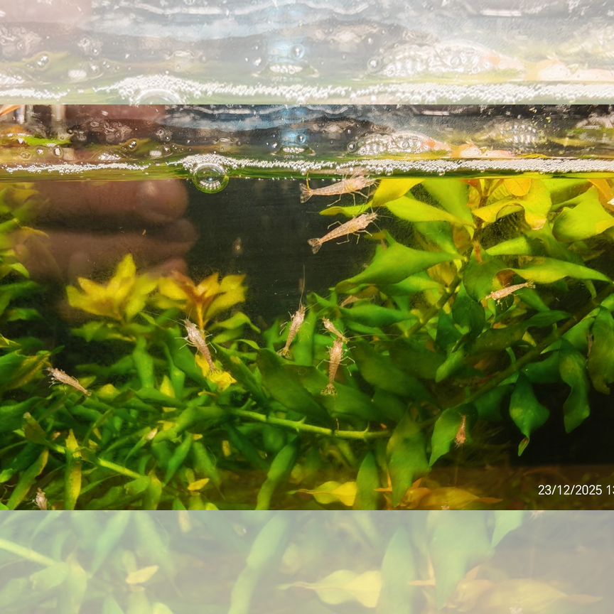 Аквариумные креветки