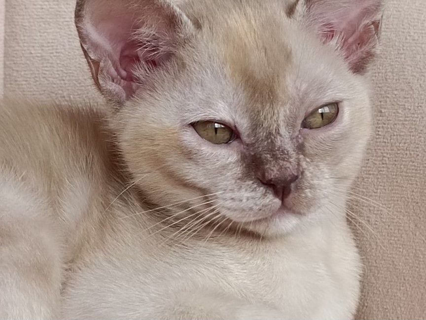Бурманские котята. Бурма. Кошка