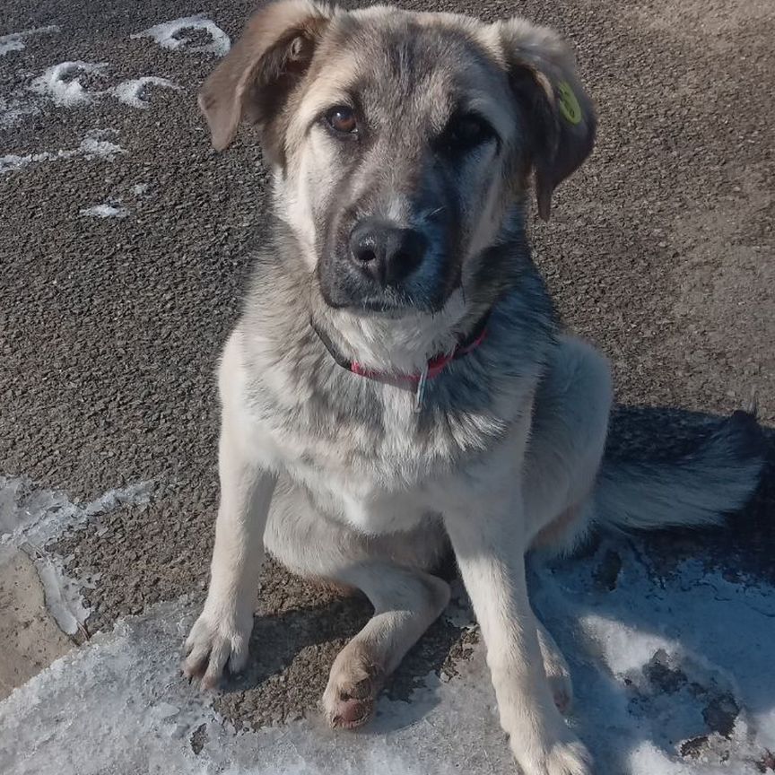 Собака в добрые руки