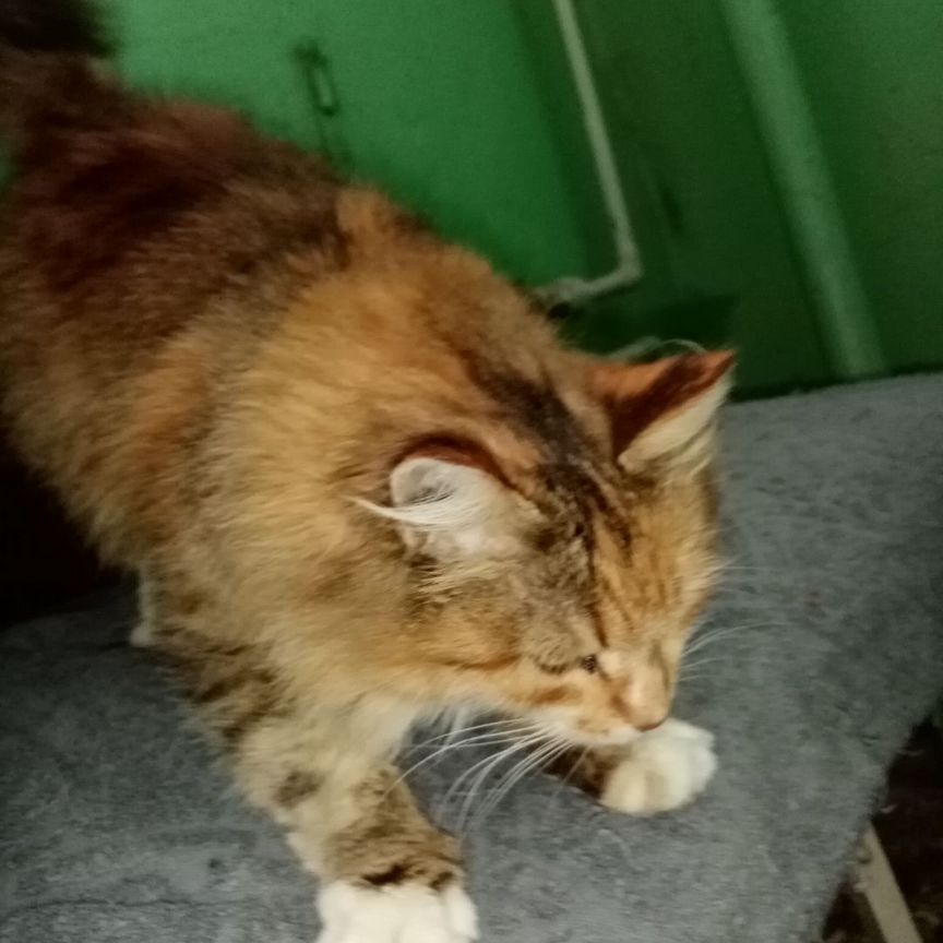 Кошка