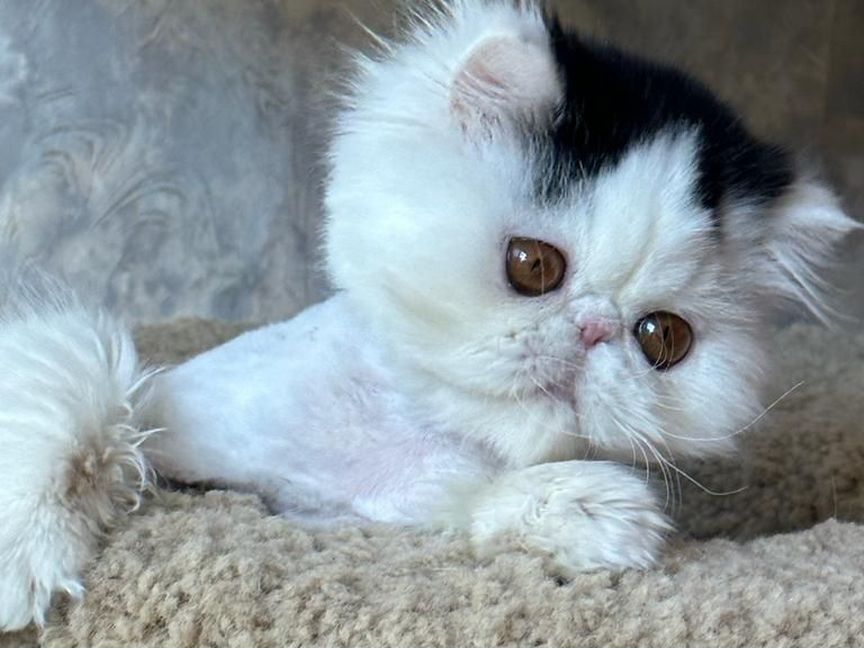 Персидская экзотическая