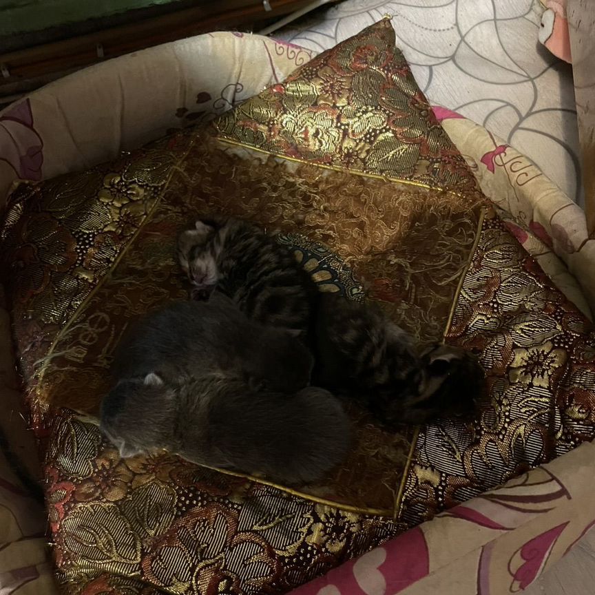 Продам котят родились 16 марта котята хорошие