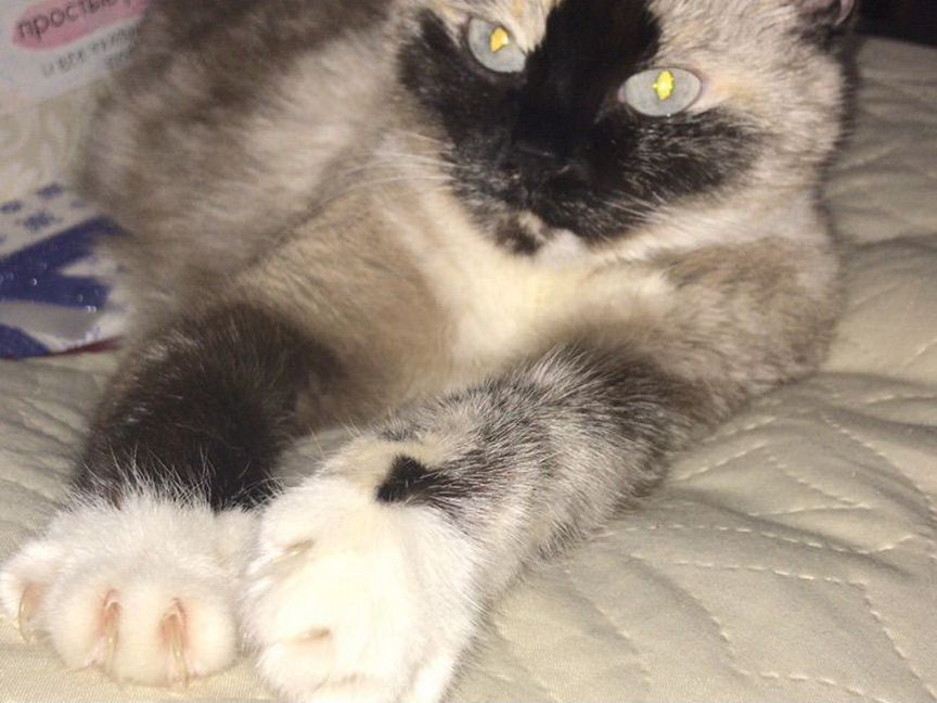 Кошка