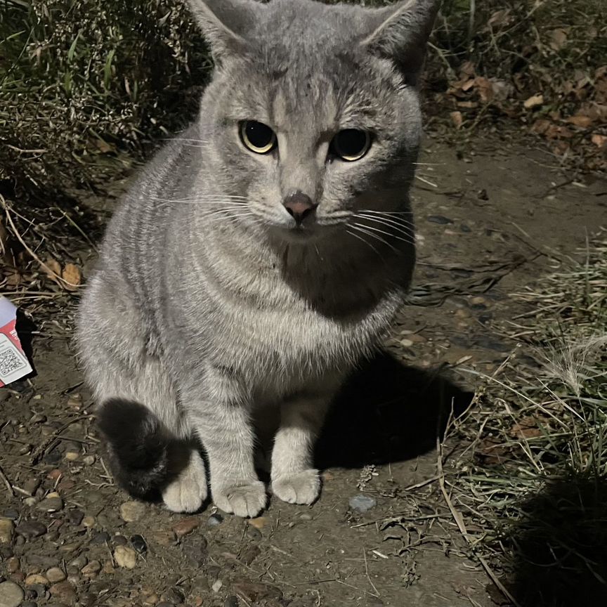 Котик в беде