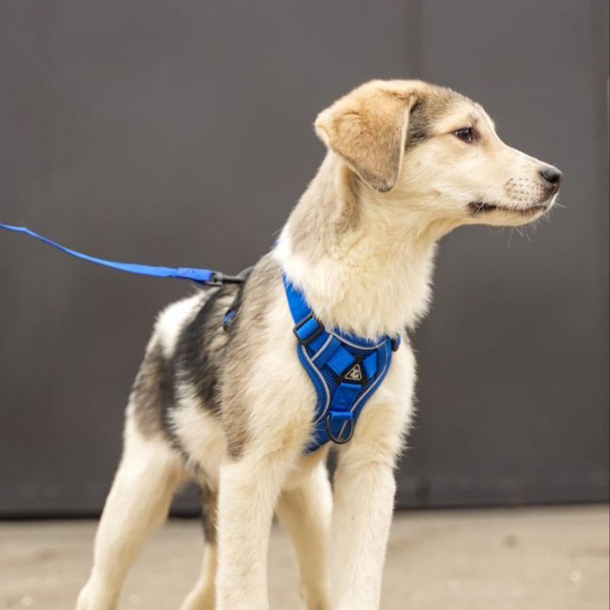 Даша 3 мес вырастет не более 35 см в холке