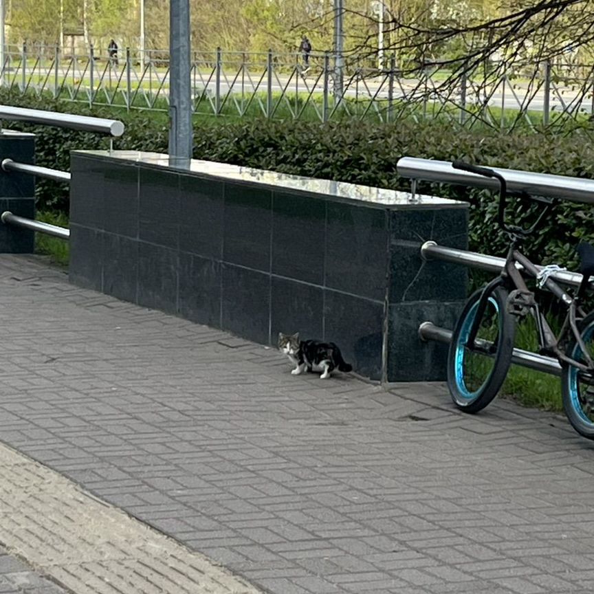 Котёнок в добрые руки