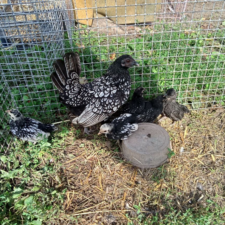 Цыплята сибрайт