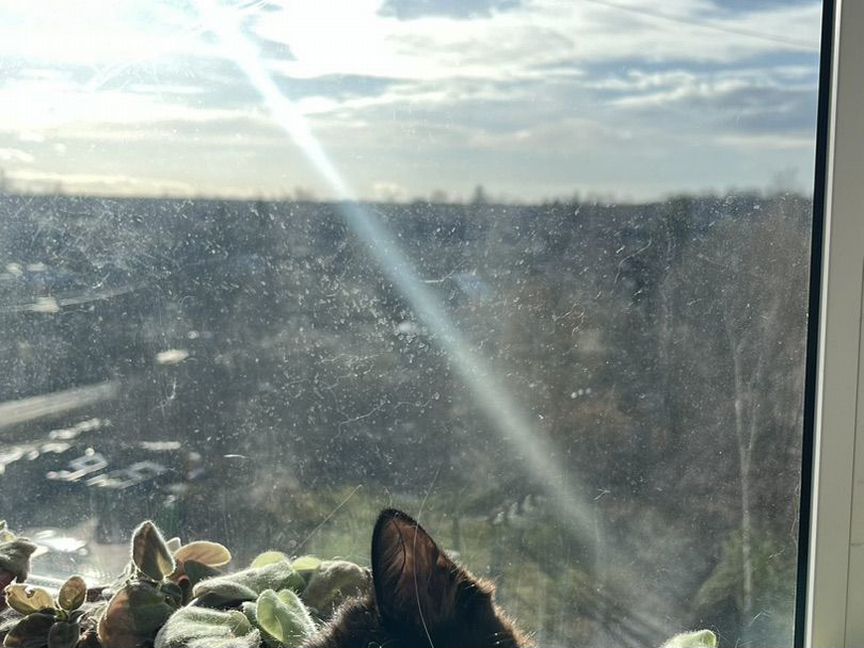 Котенок