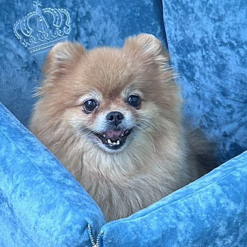 Автокресло для собак