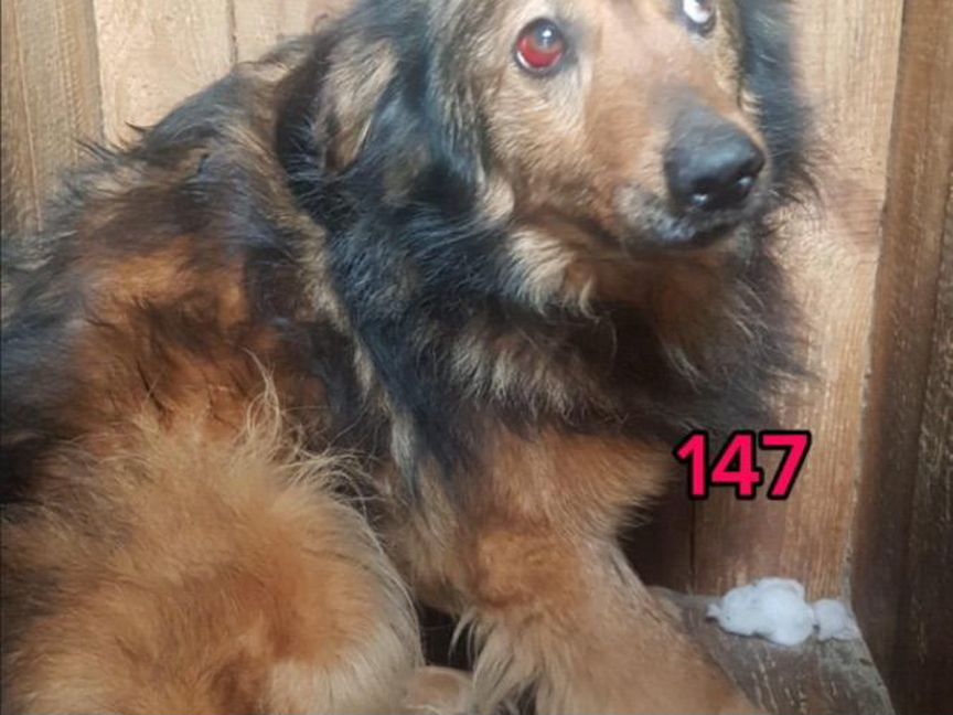 Собака в очереди на усыпление