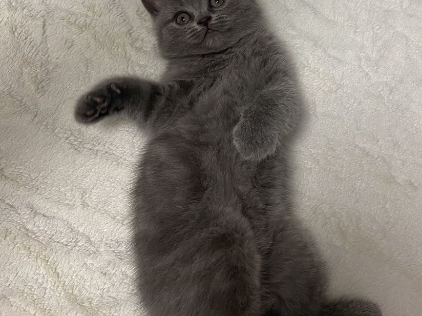 Шотландские котята