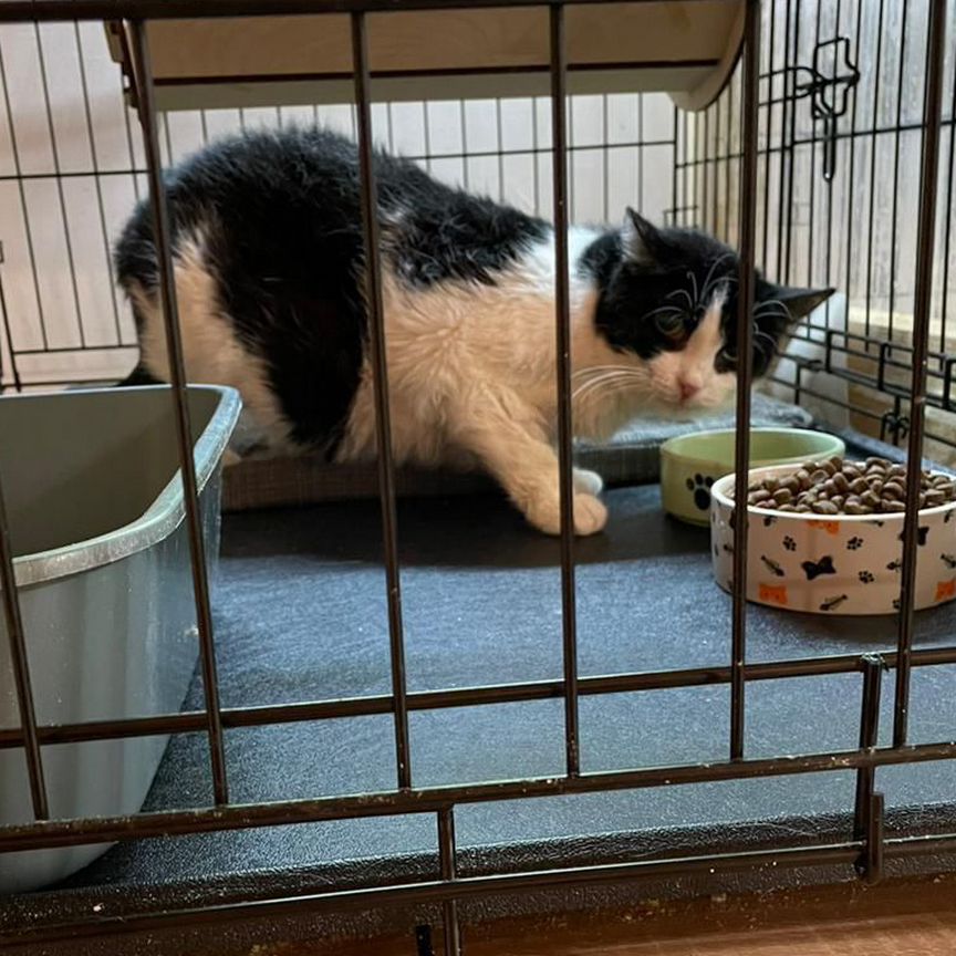 Кошечка на всю жизнь в клетке