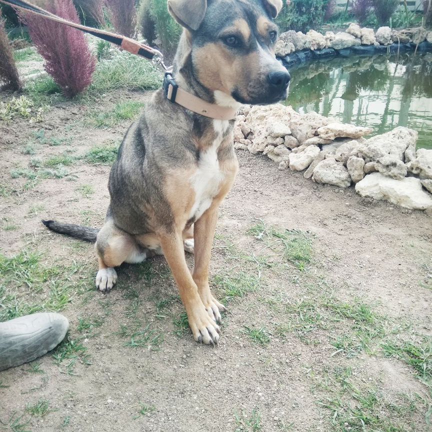 Собака в добрые руки