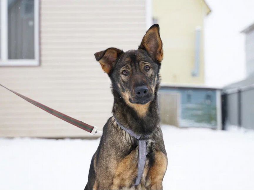 Милый мальчик по имени Бой 1 год ищет дом