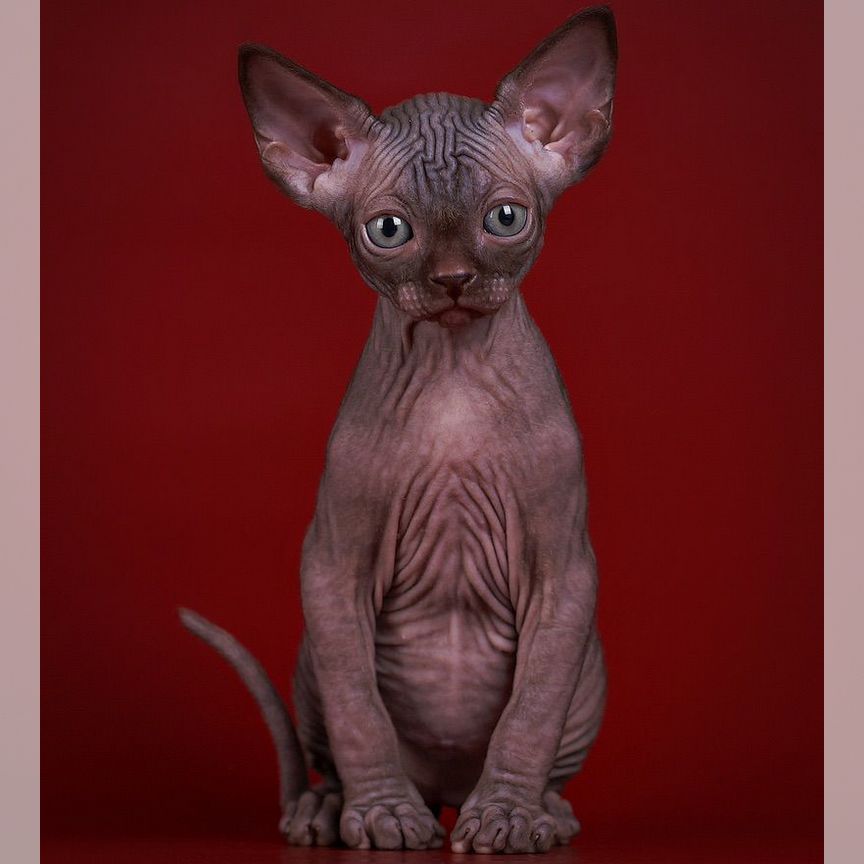 Канадский сфинкс котёнок