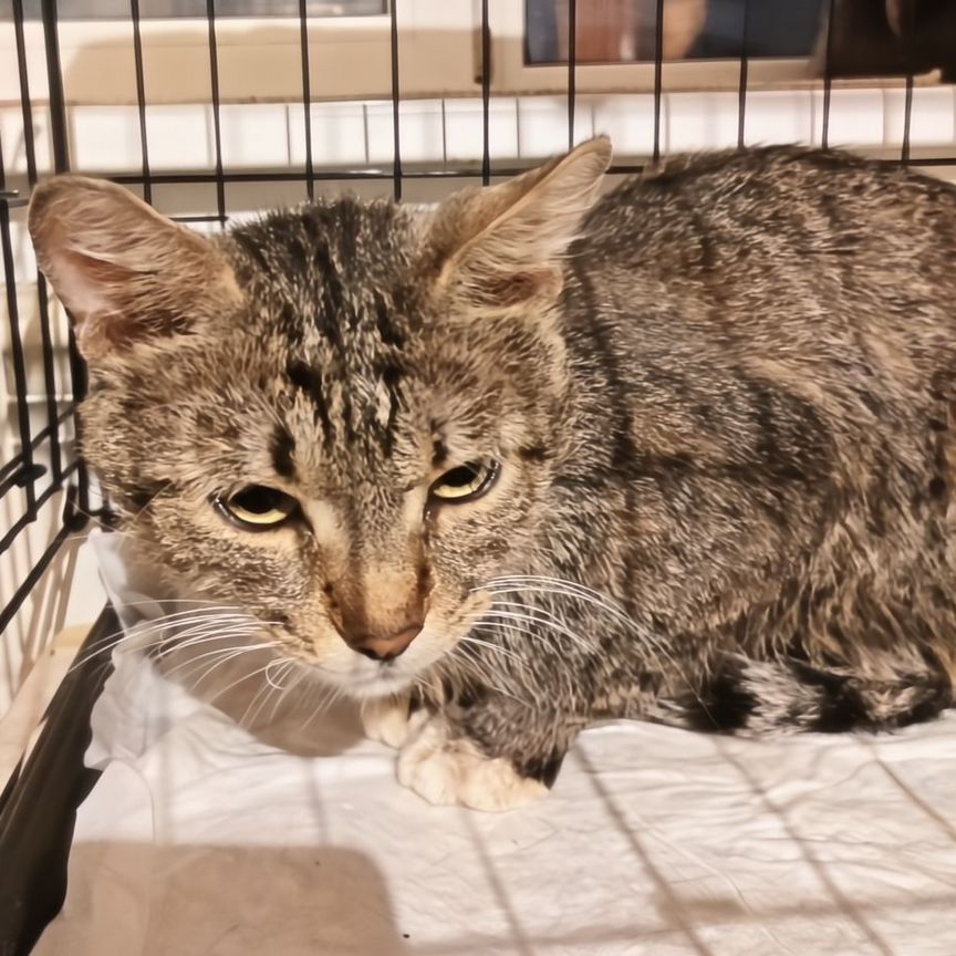 Взрослый кот в добрые руки