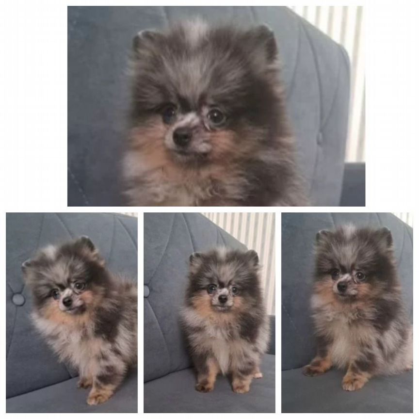 Померанский шпиц девочка