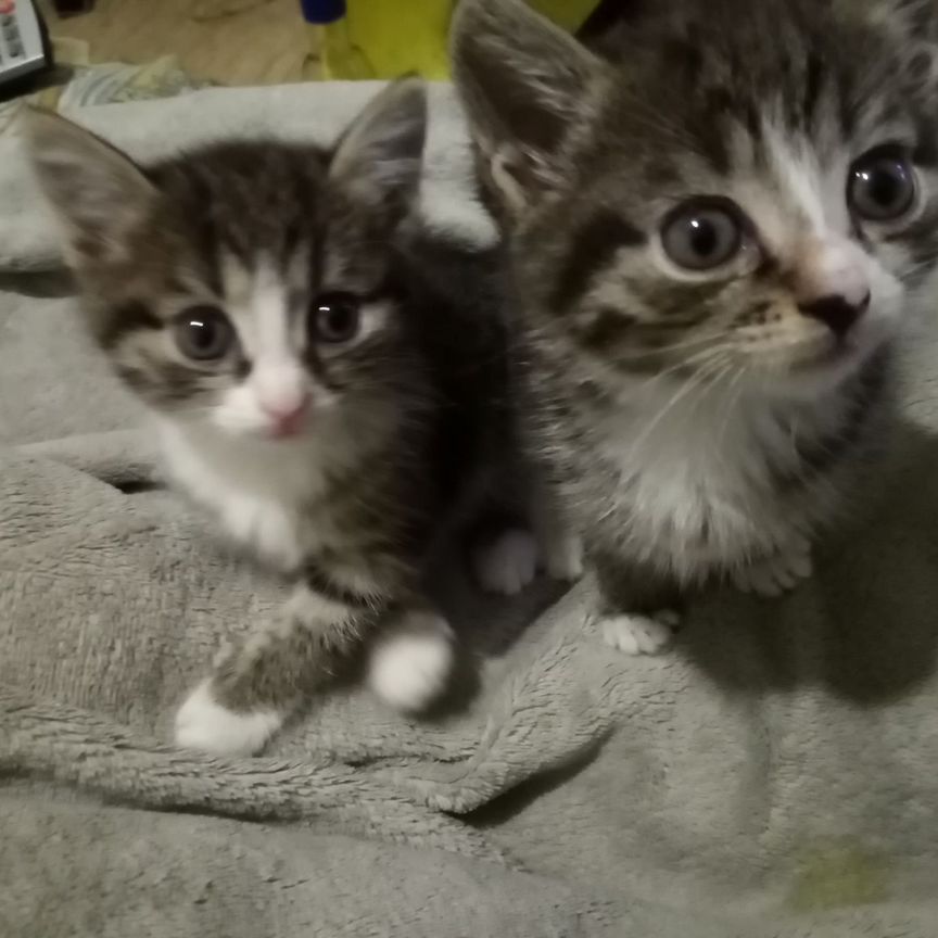 Котята