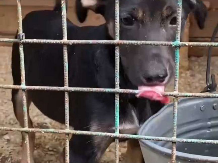 Щенок из приюта