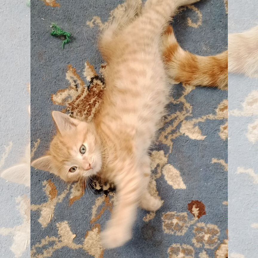 Котик