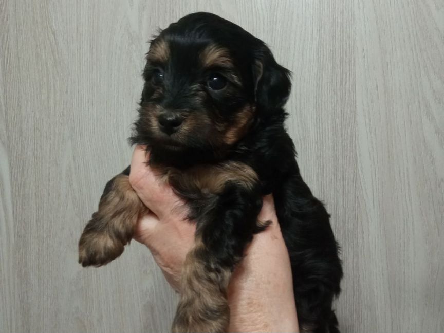 Собаки щенки йоркширского терьера