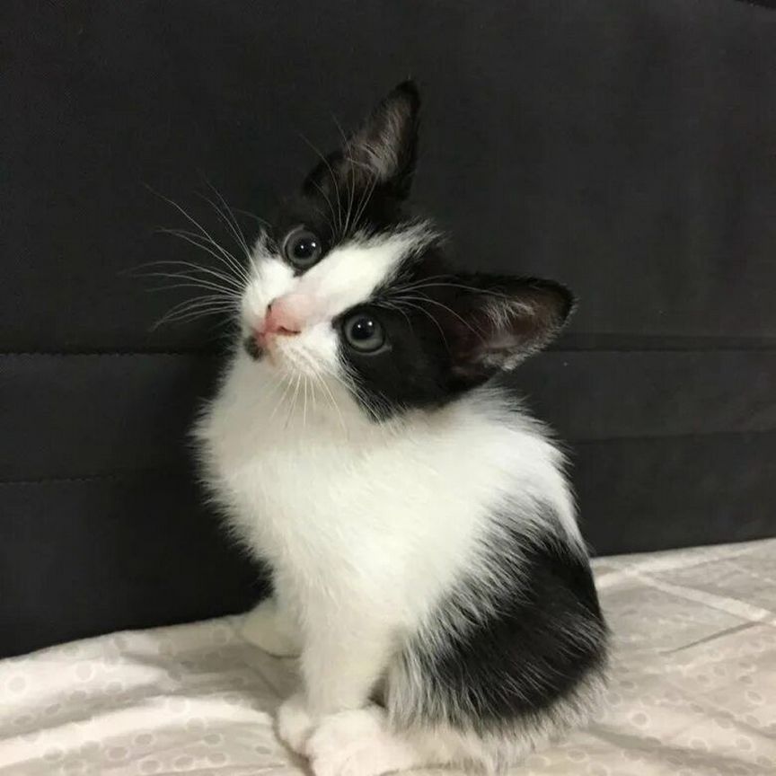 Котёнок в добрые руки