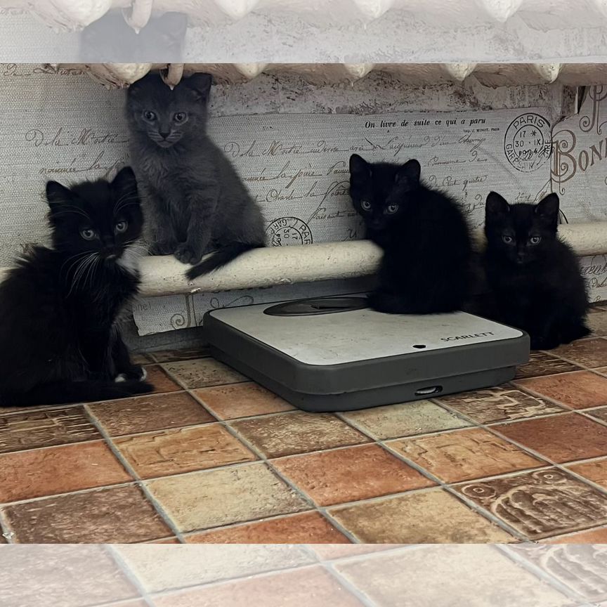 Котята в добрые руки приучены к лотку