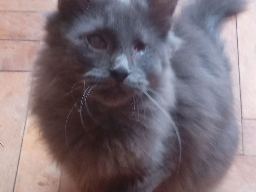 Одноглазый котёнок редкой породы нибелунг