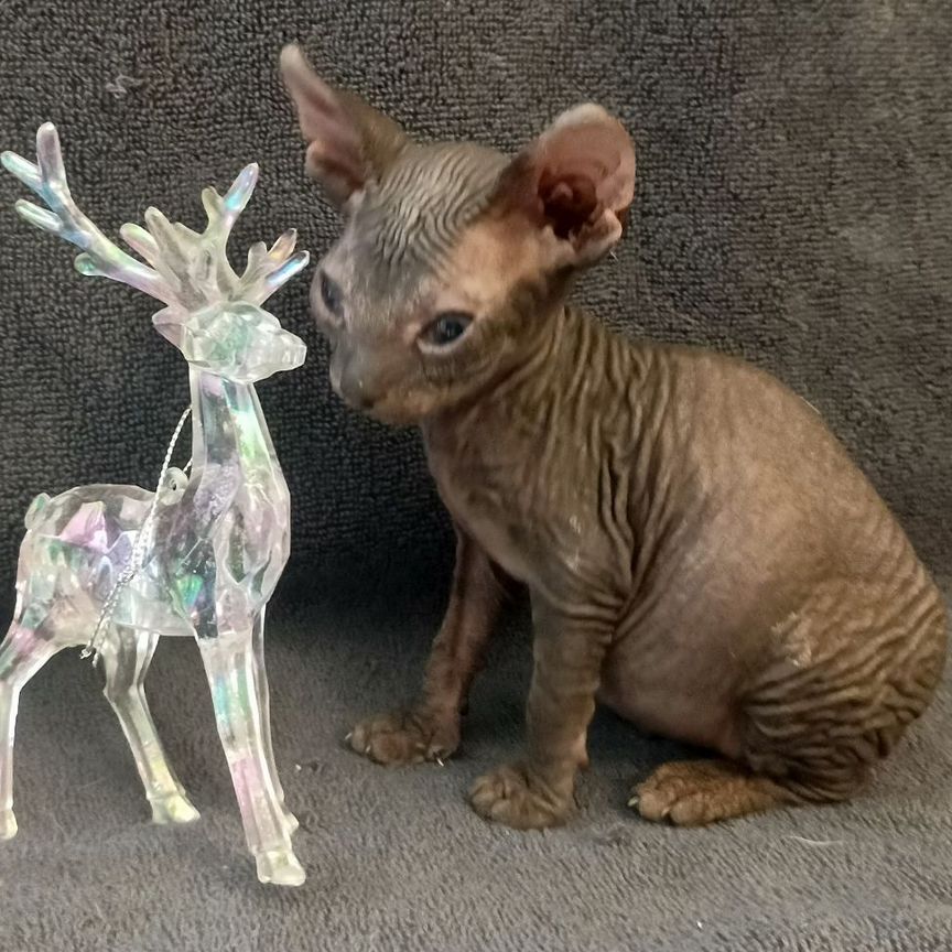 Донской сфинкс котёнок