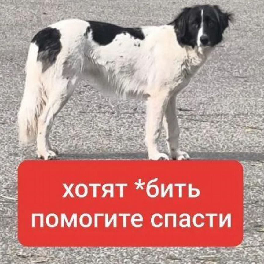 Взрослая собака в добрые руки