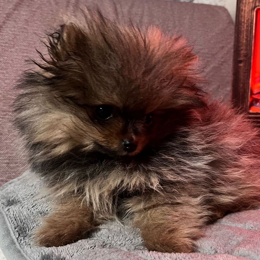 Померанский шпиц, щенок