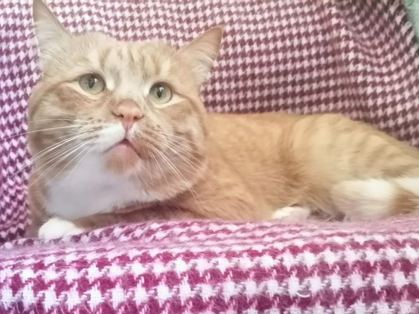 Котик Василий ищет доброго хозяина