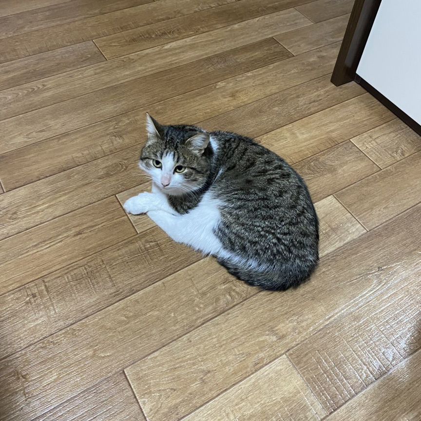 Домашние животные кот