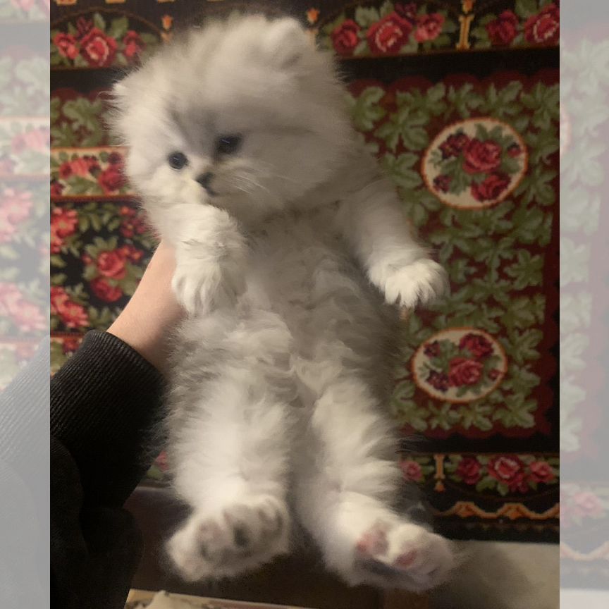 Персидская шиншилла