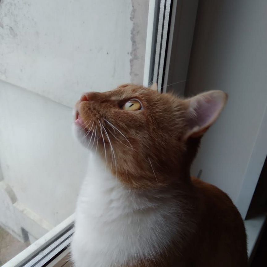 Котик в добрые руки