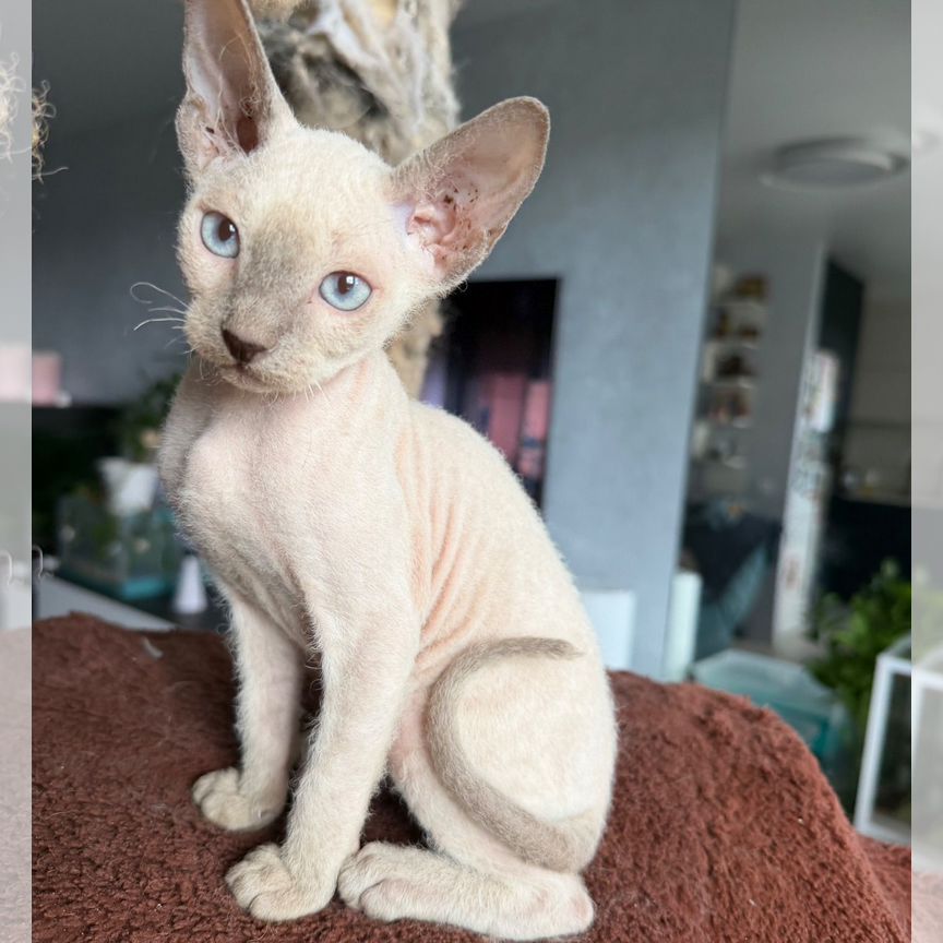 Донской сфинкс котёнок