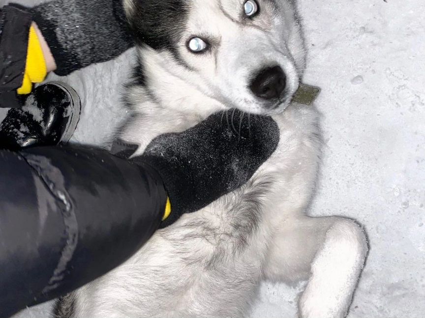 Сибирский хаски вязка