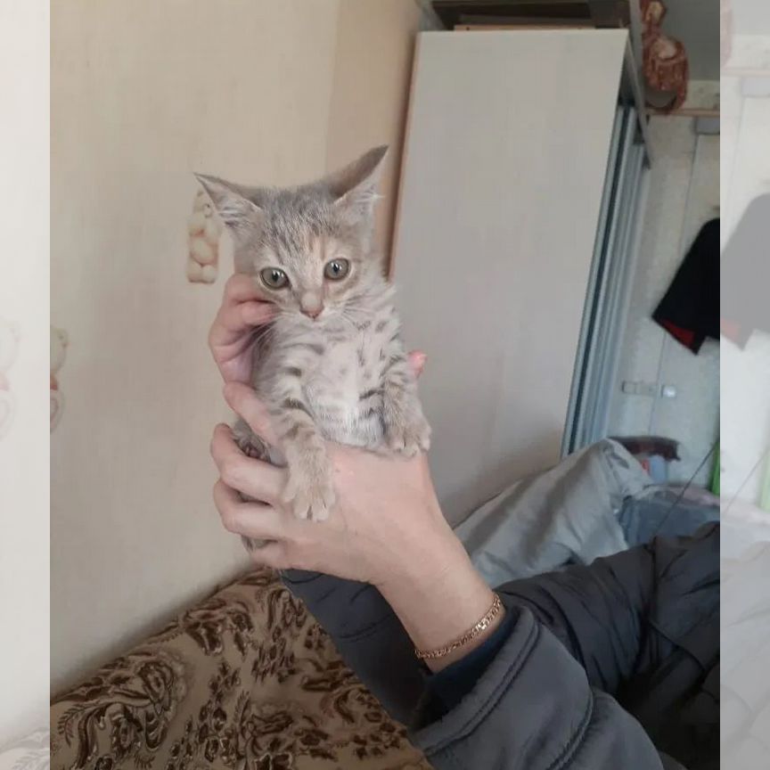 Котёнок в добрые руки