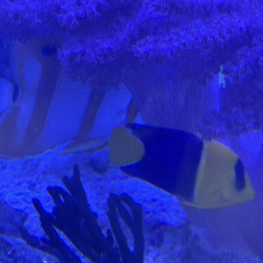 Центропиг сине-желтый