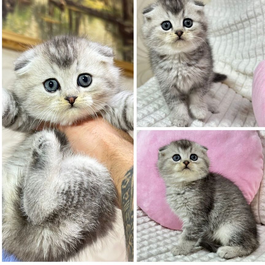Шотландсикие котята