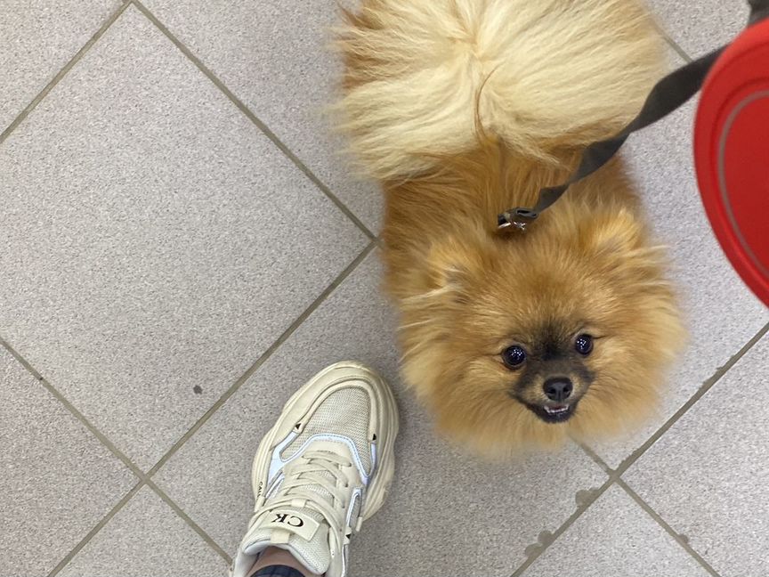 Шпиц мини на вязку