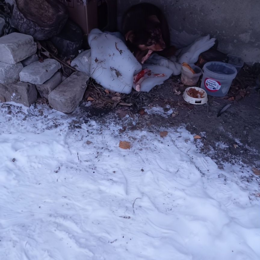 Щенок в добрые руки