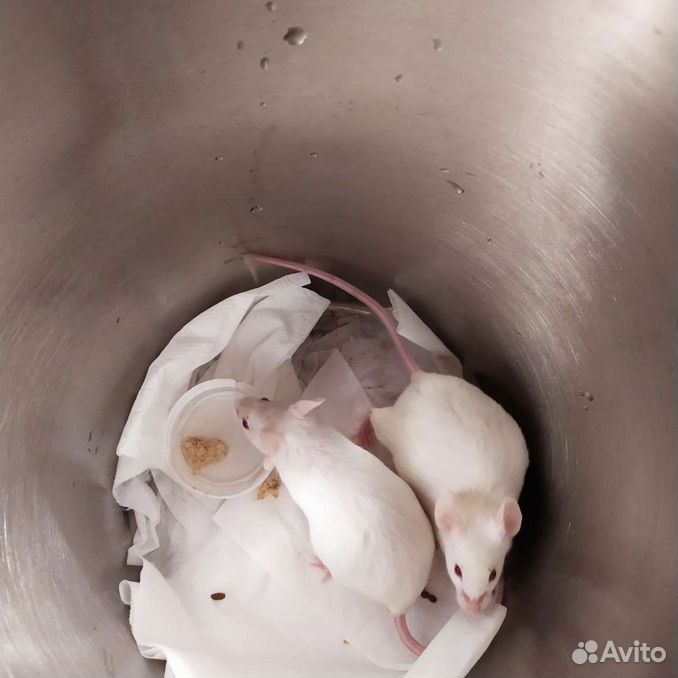 Белые мышки