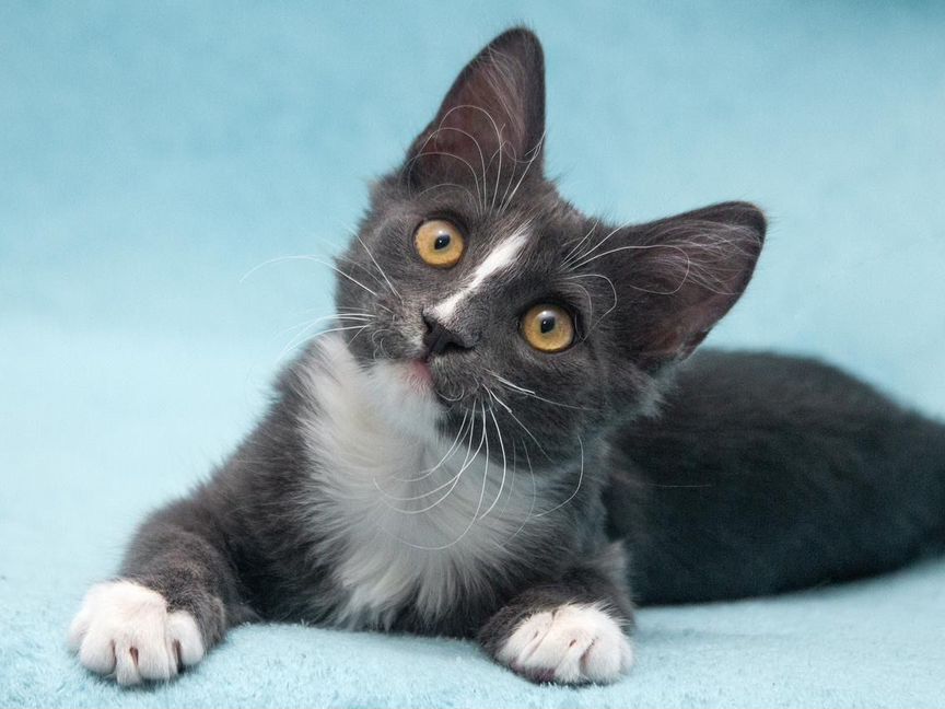 Дымчатый котенок Мэгги 4 месяца в добрые руки