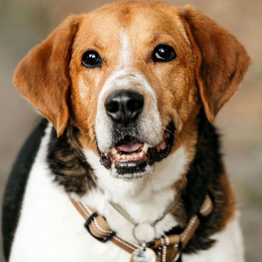 Взрослая собака в добрые руки