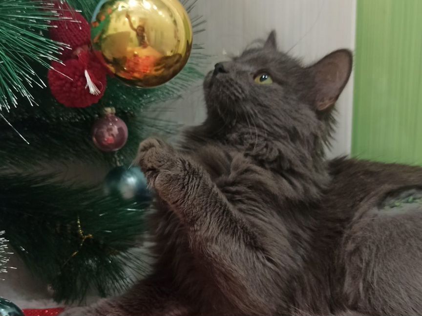 SOS нибелунг Xанна ищет дом