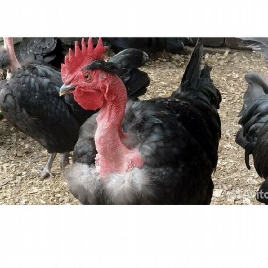 Породные цыплята